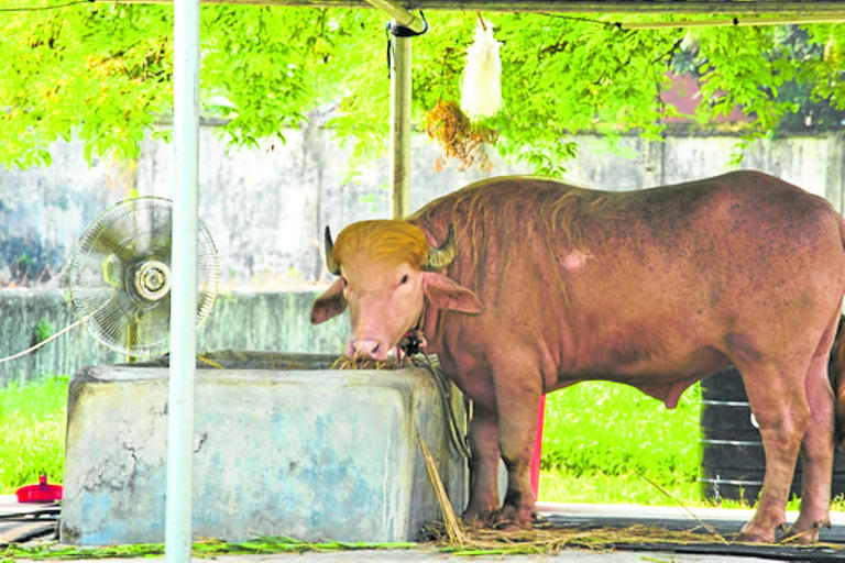 Golden-haired buffalo 'Trump' a zoo sensation