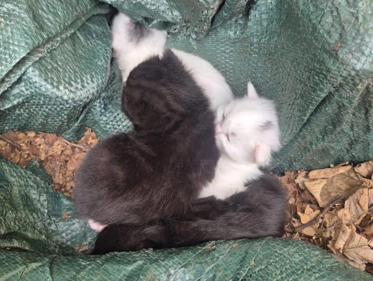 Man pops hood of vintage car and finds four babies snuggled among the ...