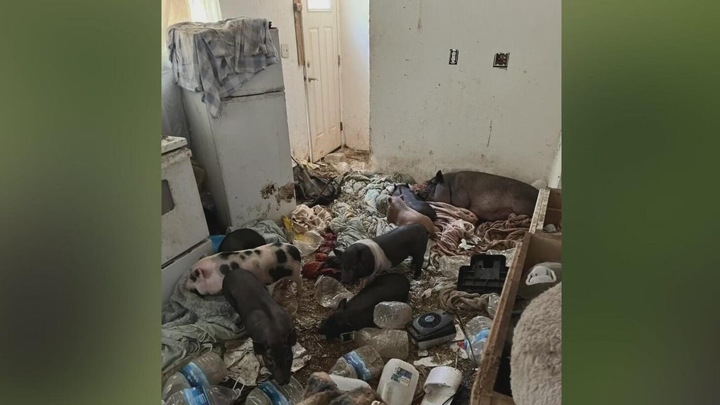 Over 50 pigs found at Pittsburgh-area home after complaints about rat ...