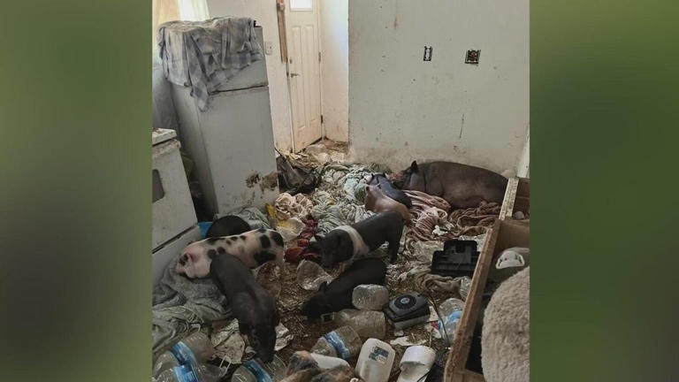 Over 50 pigs found at Pittsburgh-area home after complaints about rat ...