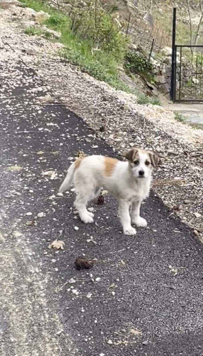Stray puppy curls up on hiker's hoodie and demands to go home with him