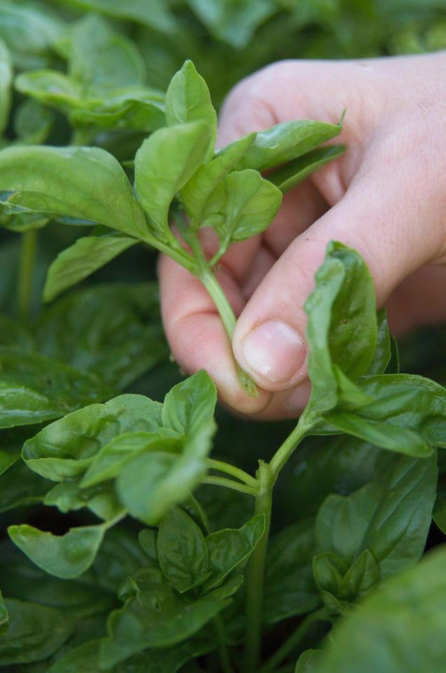 How to prune basil for a bigger harvest