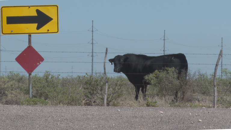 DSHS provides precautions following animal New World screwworm case in ...