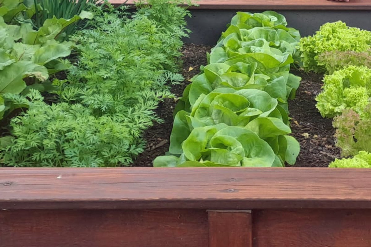 Sie kam nachts durch die Hecke: Salat-Diebin schwänzt Prozess