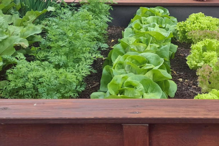 Sie kam nachts durch die Hecke: Salat-Diebin schwänzt Prozess