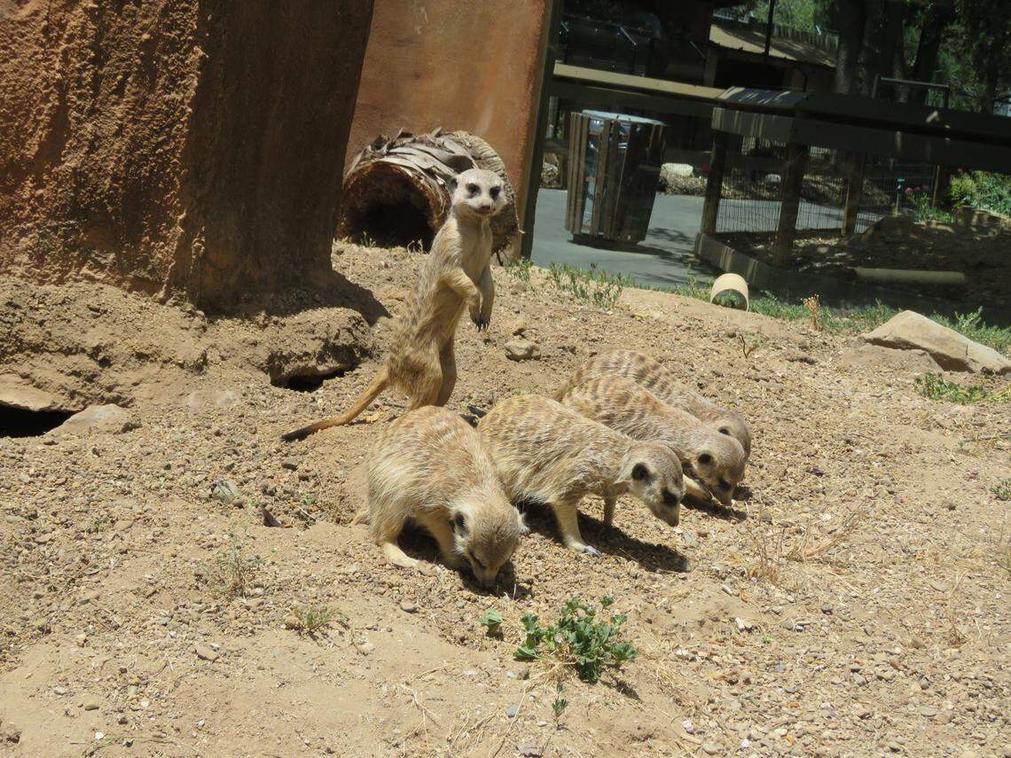 SLO County zoo just added 3 new meerkats. How to see the 'Bee Girls'