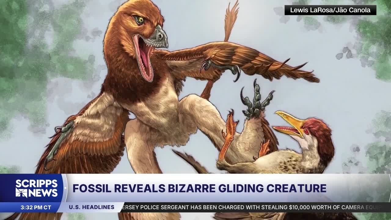 Fossil reveals bizarre gliding creature that hunted birds 120 million ...