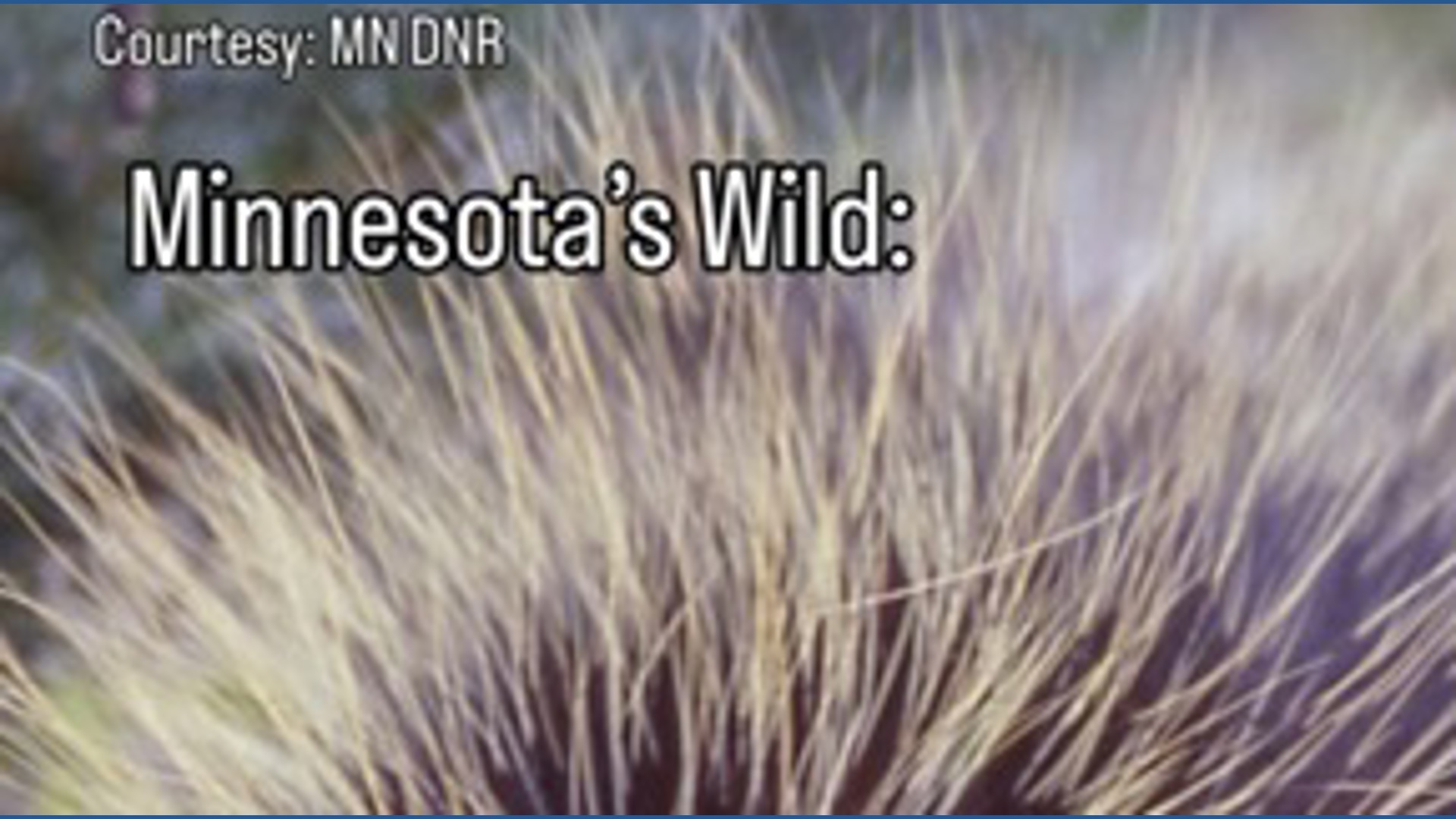 Minnesota’s wild: Meet the porcupine
