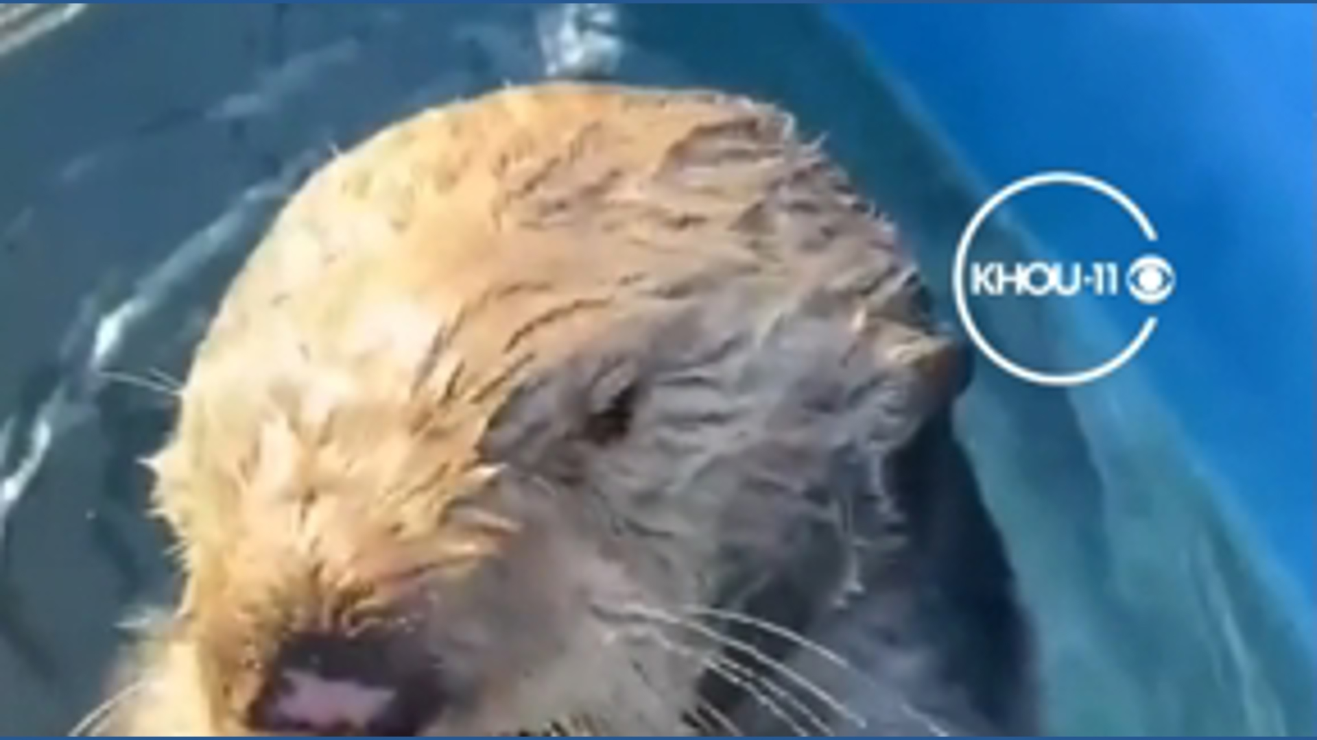 Happy otter having a snack