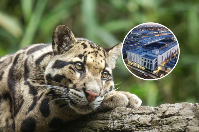 Thousands back zoo's petition to block AI data center — 'Irreversible ...