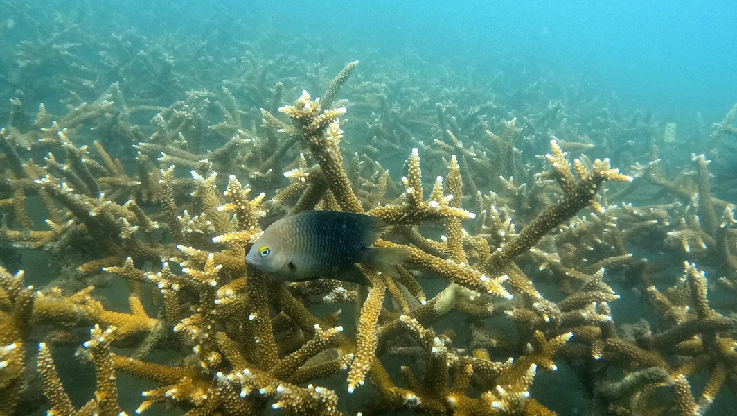Causes, impacts, and solutions for coral bleaching