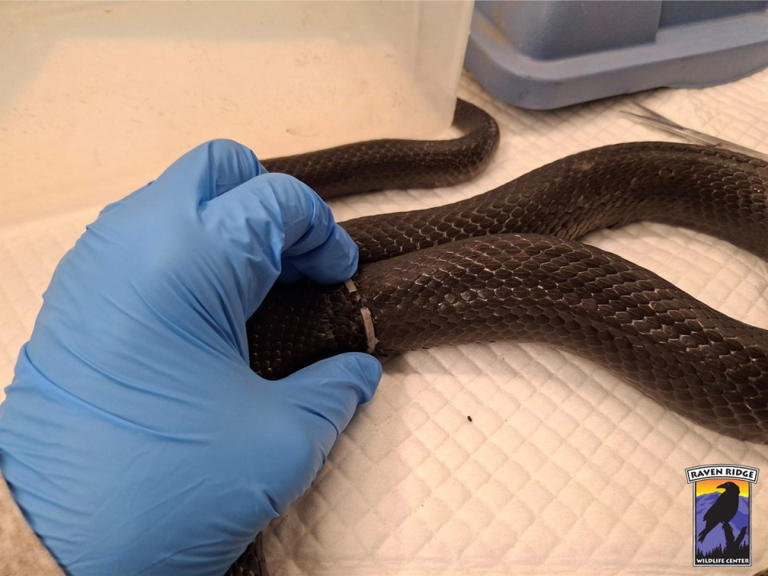 Local wildlife center rescues snake with ring wrapped around it