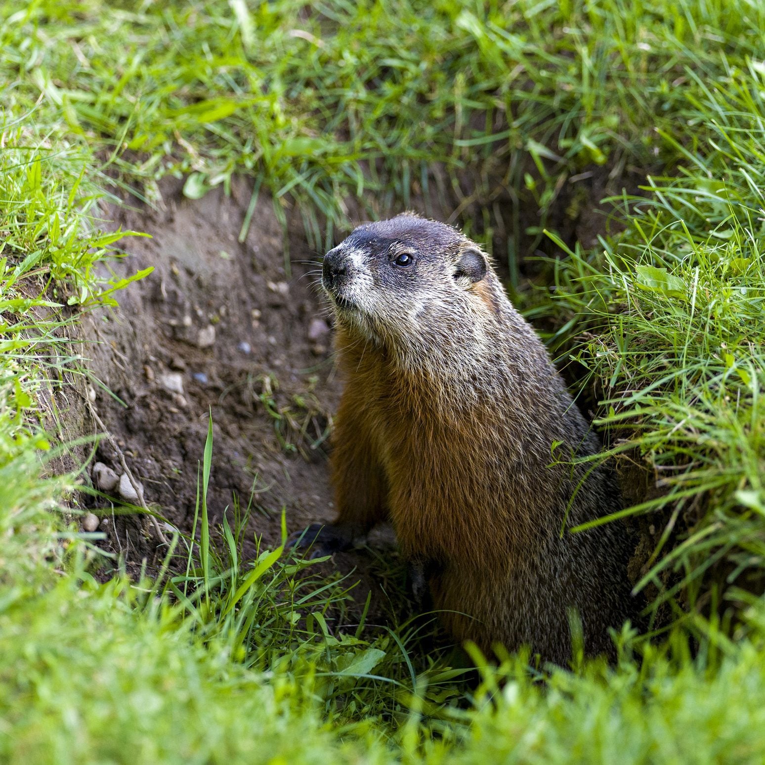 How to get rid of groundhogs in a humane way