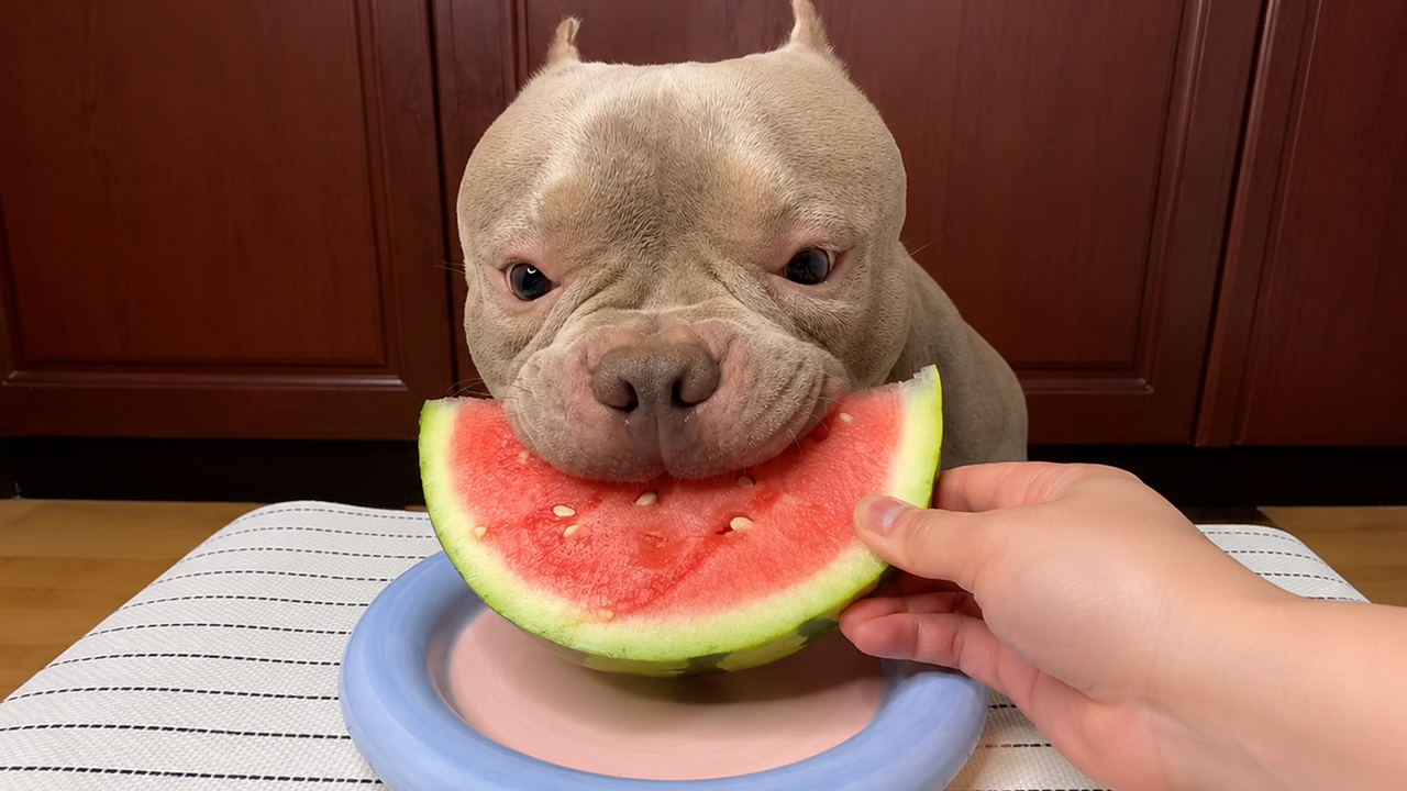 Kijk naar mijn bulldog die voor het eerst watermeloen eet