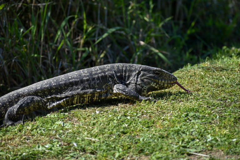Georgia officials are urging residents to kill a large invasive lizard