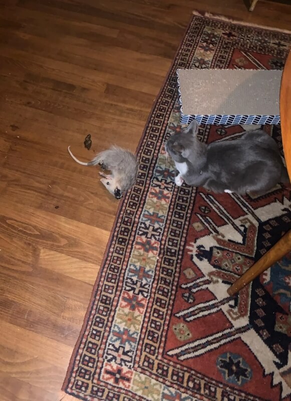 Half-asleep husband thought he was petting the family cat at 3:30 a.m ...