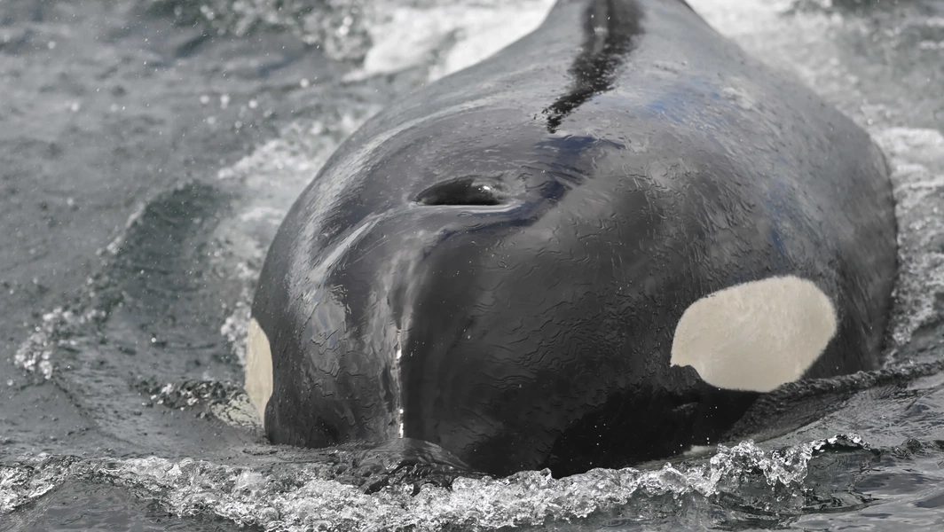 Studies reveal rare orca shark hunts and record-breaking swims