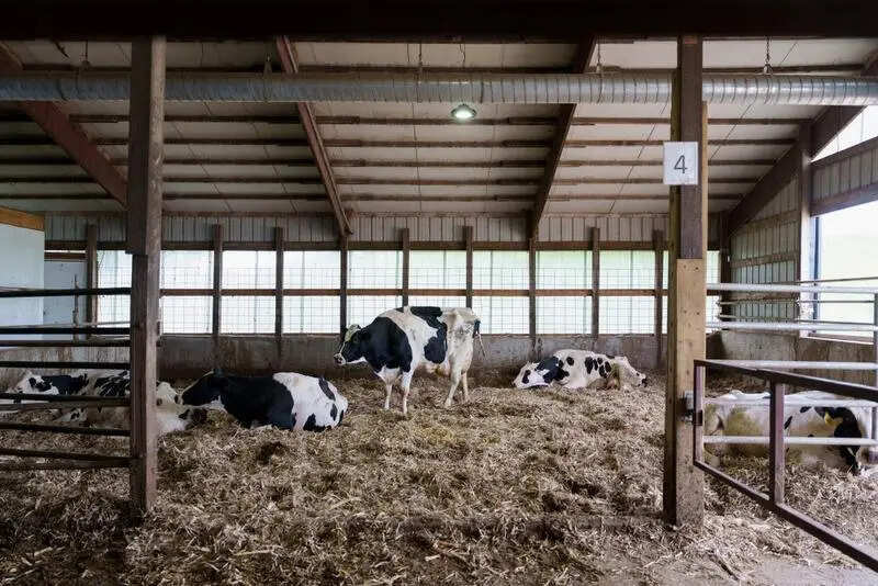 Dairy farm roof falls during storm, buffalo dies