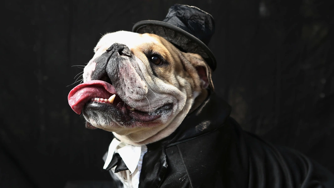 9 heartwarming and hilarious dog meme moments