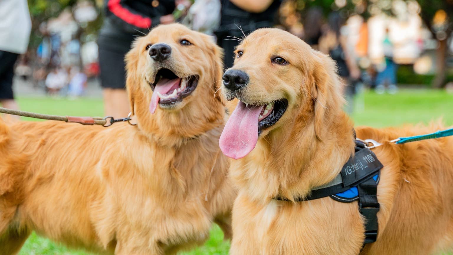 Watch two golden retrievers joyfully reunite after two weeks apart