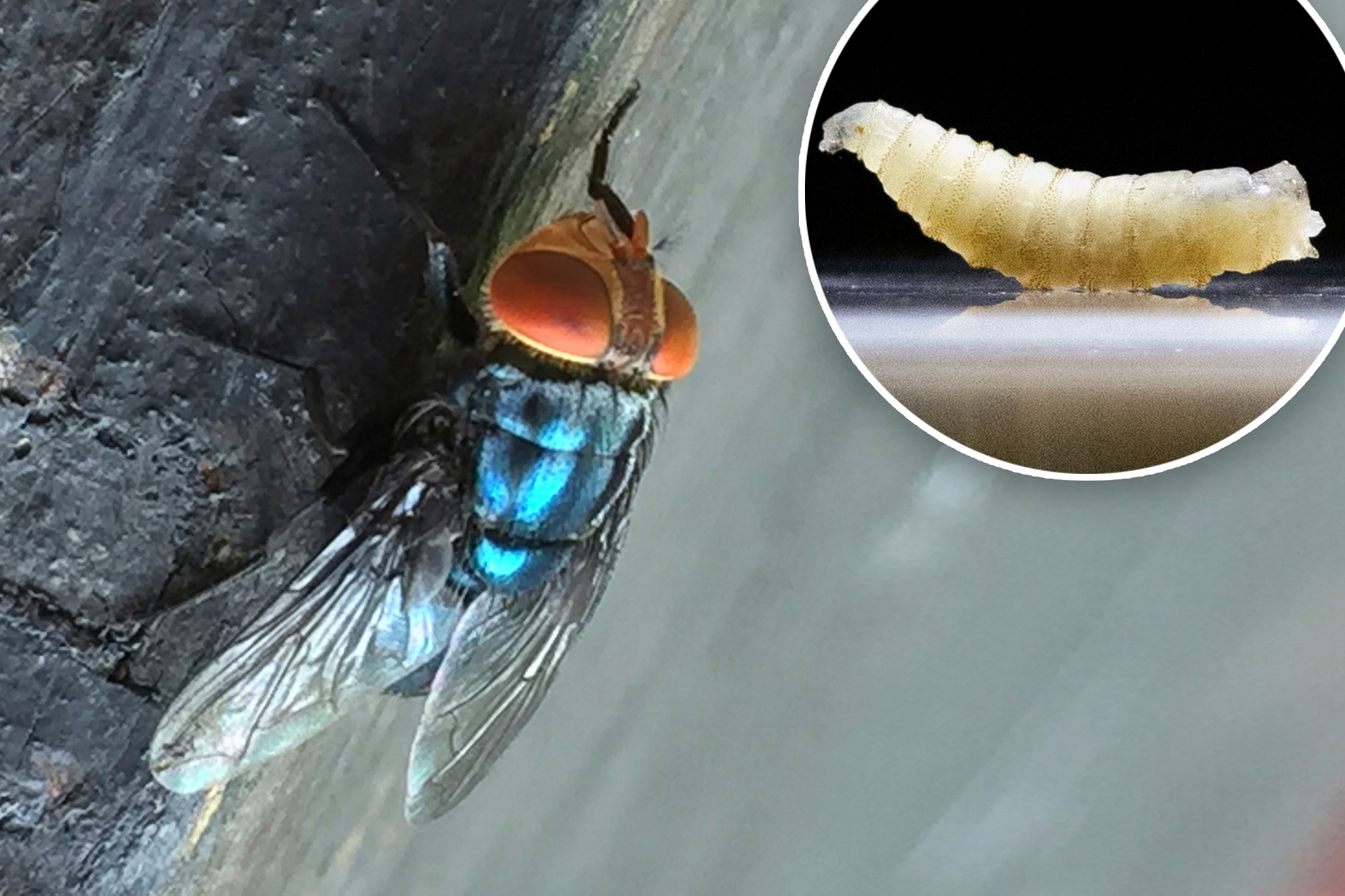 What is New World screwworm, the flesh-eating pest detected in Texas?