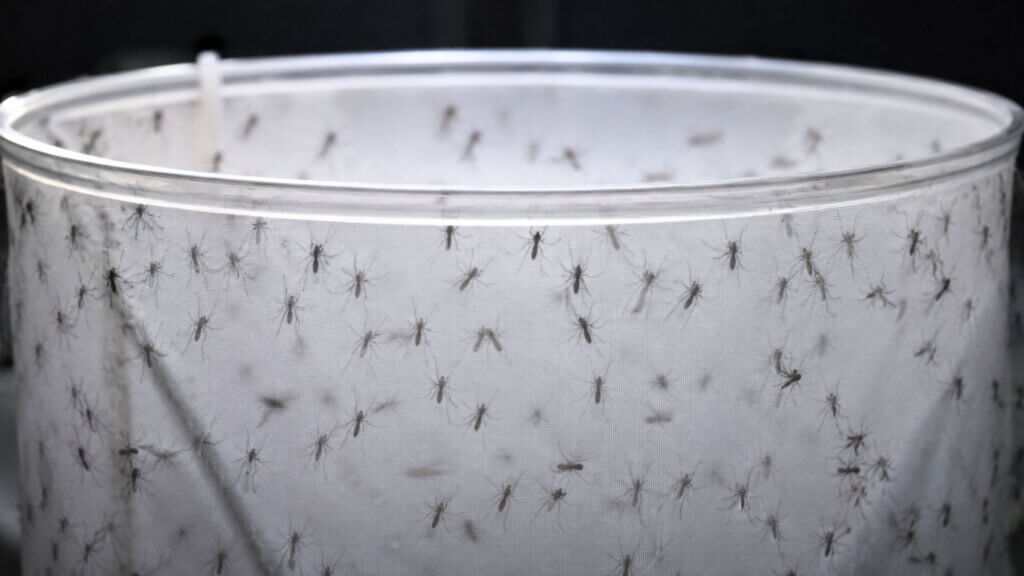 Google wants to release 32 million mosquitoes in California and Florida ...