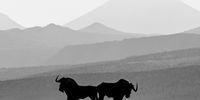 After dodging extinction, will the black wildebeest now fade away to blue?