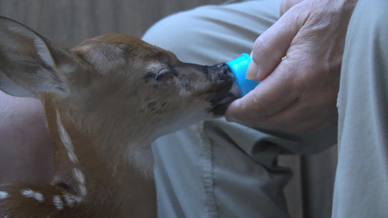 Fawn recovering after eye surgery at Tri-State animal sanctuary