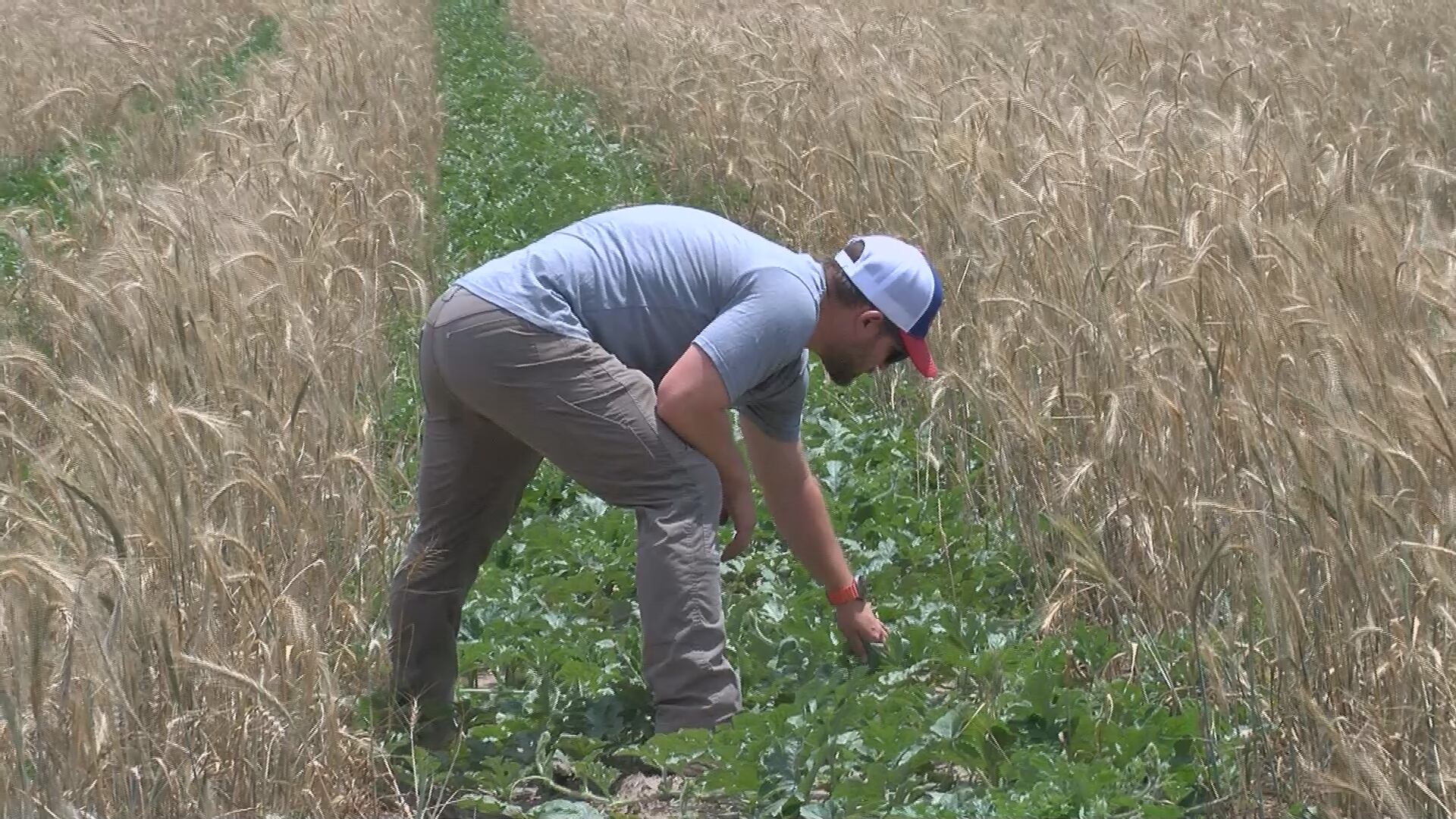 Heavy rain in southeast Missouri stunts watermelon growth, impacting ...