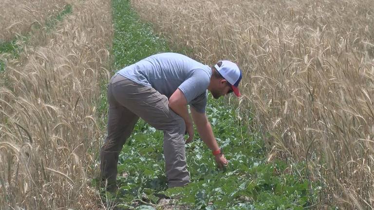 Heavy rain in southeast Missouri stunts watermelon growth, impacting ...