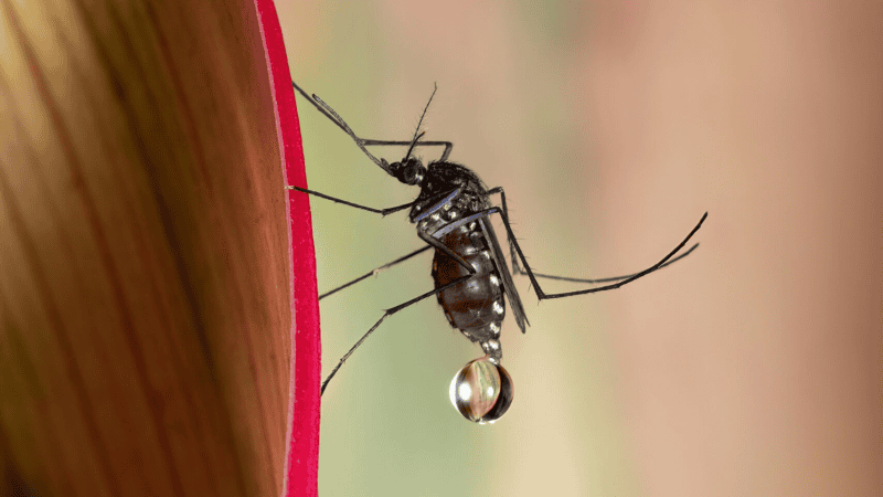 Study finds DEET bug spray might actually attract mosquitoes