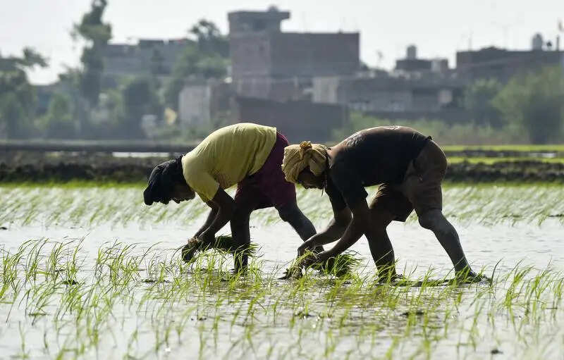 In meeting with parliamentary panel, rice millers flag hybrid paddy ...