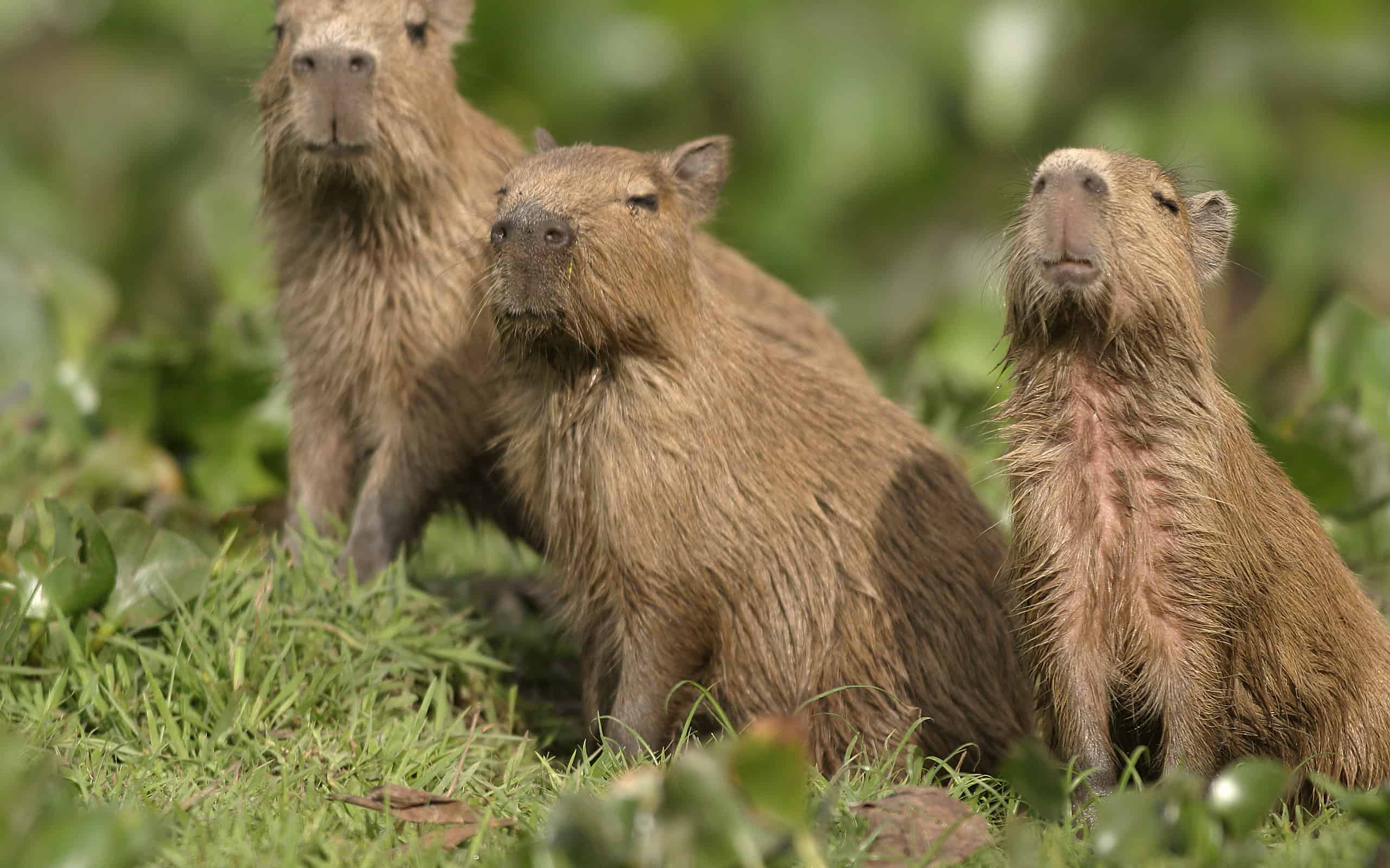 11 animals that are surprisingly legal to own in Texas