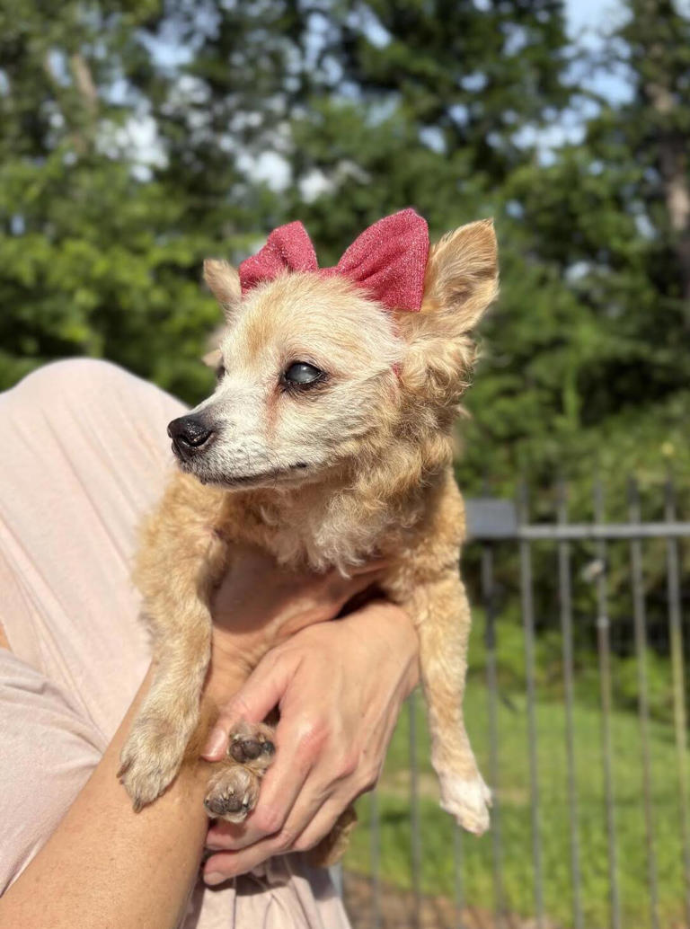 22-year-old dog was returned to the shelter after 15 years with her family