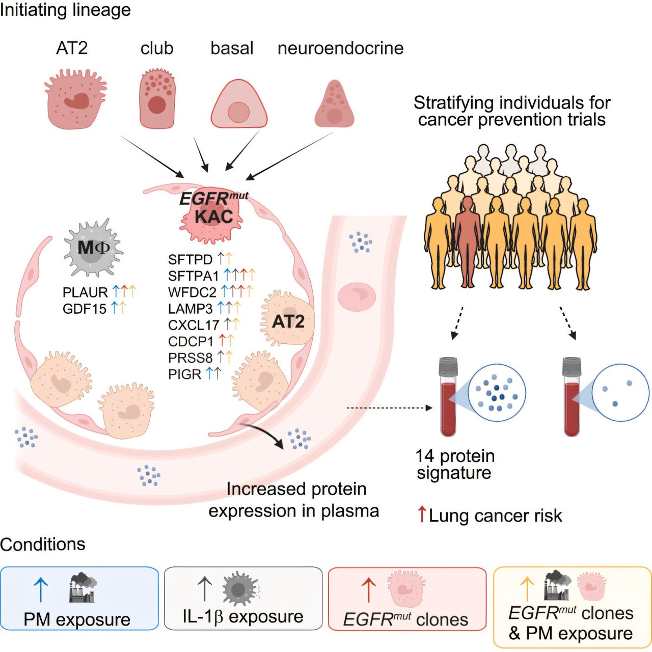 Blood test spots 14 proteins that predict lung cancer risk up to five ...