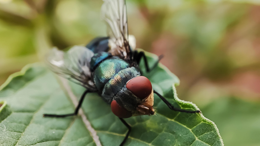 Kansas agricultural officials react to parasitic screwworm case in Texas