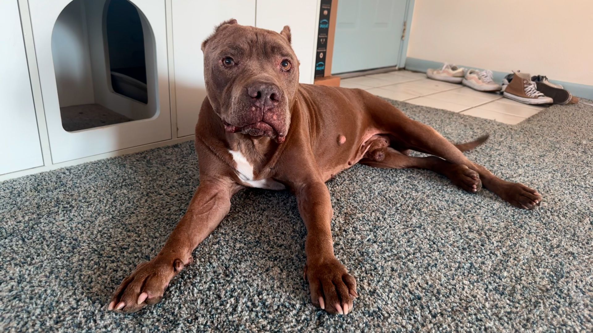 Pittie tied up for thirteen years still has so much love to give
