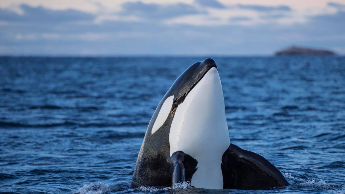 Whale watchers can look forward to 'The Whale' museum opening in Norway ...