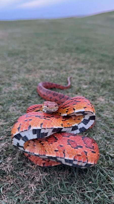 Harmless corn snake on Georgia golf course has golfers calling it the ...