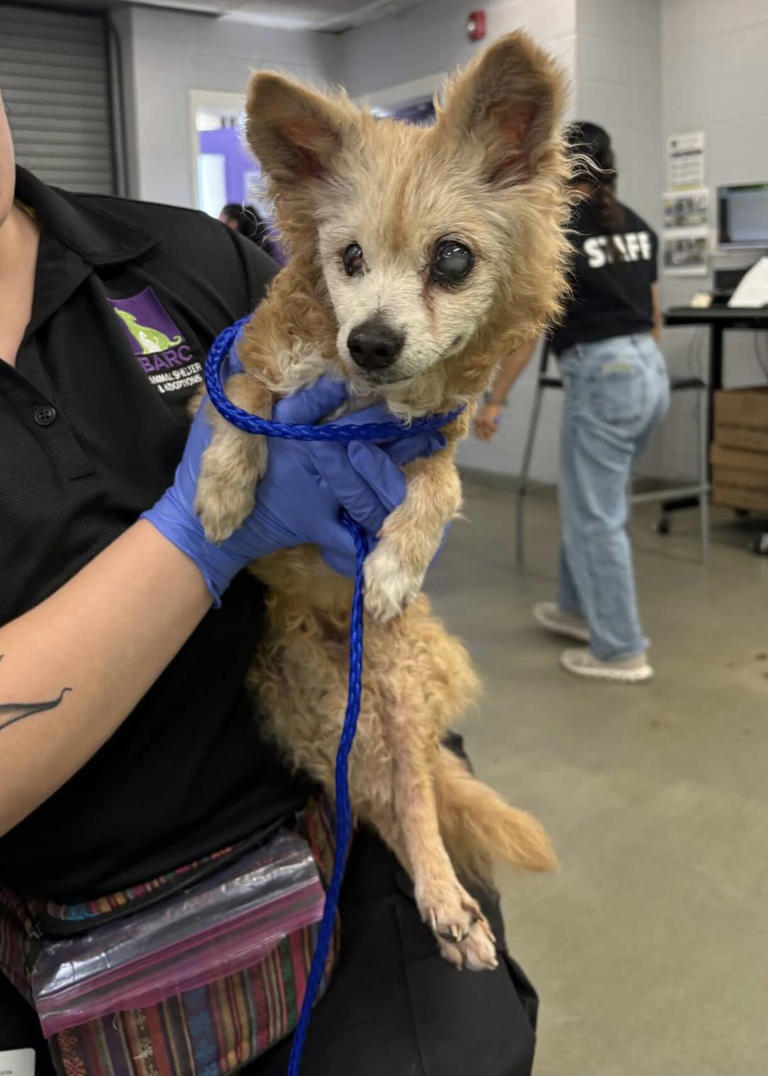 22-year-old dog was returned to the shelter after 15 years with her family