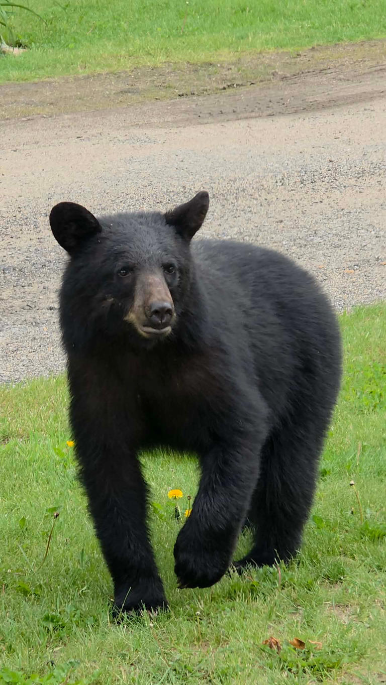 These North Jersey towns have reported recent bear sightings