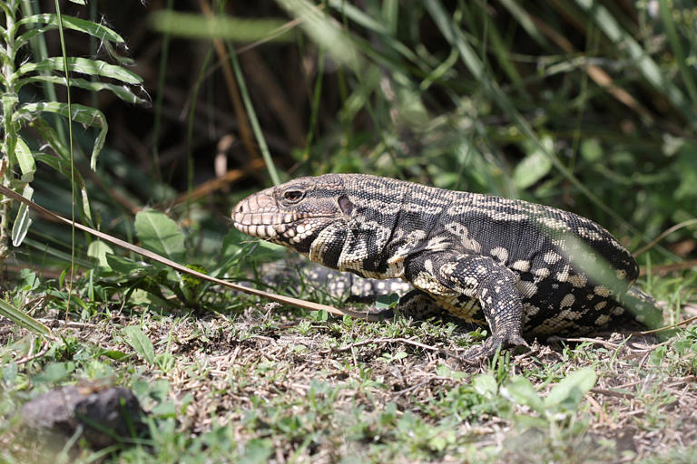 Georgia officials are urging residents to kill a large invasive lizard