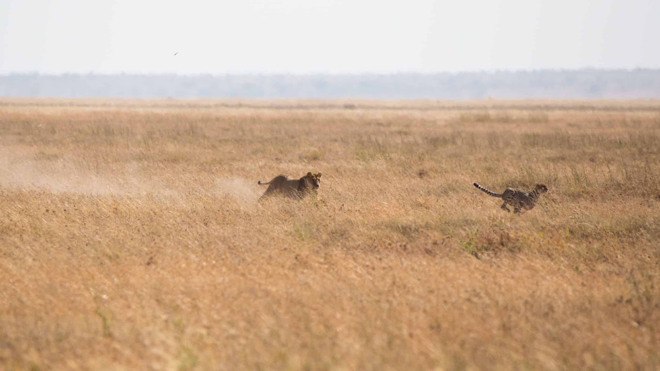 Predators that can overpower the world’s fastest land animal