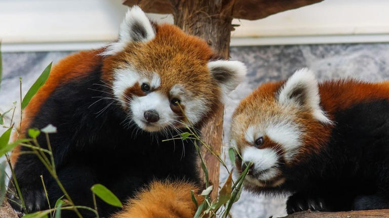 Red panda kits at Roger Williams moving to different zoos