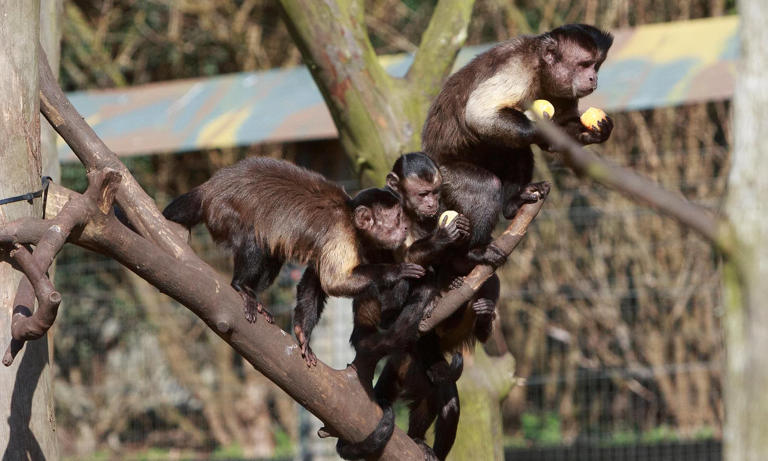Zookeeper who quit her job after saying ADHD left her unable to ...