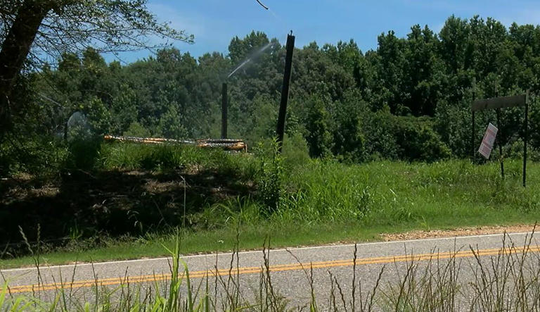 Employee killed in industrial accident at Tuscaloosa County sawmill