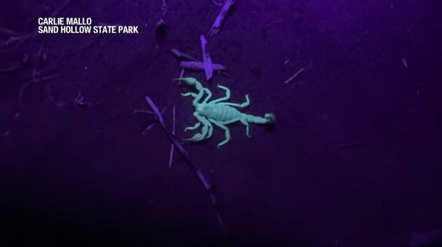 Photos: Sand Hollow State Park to host 'glowing' scorpion hunt with ...