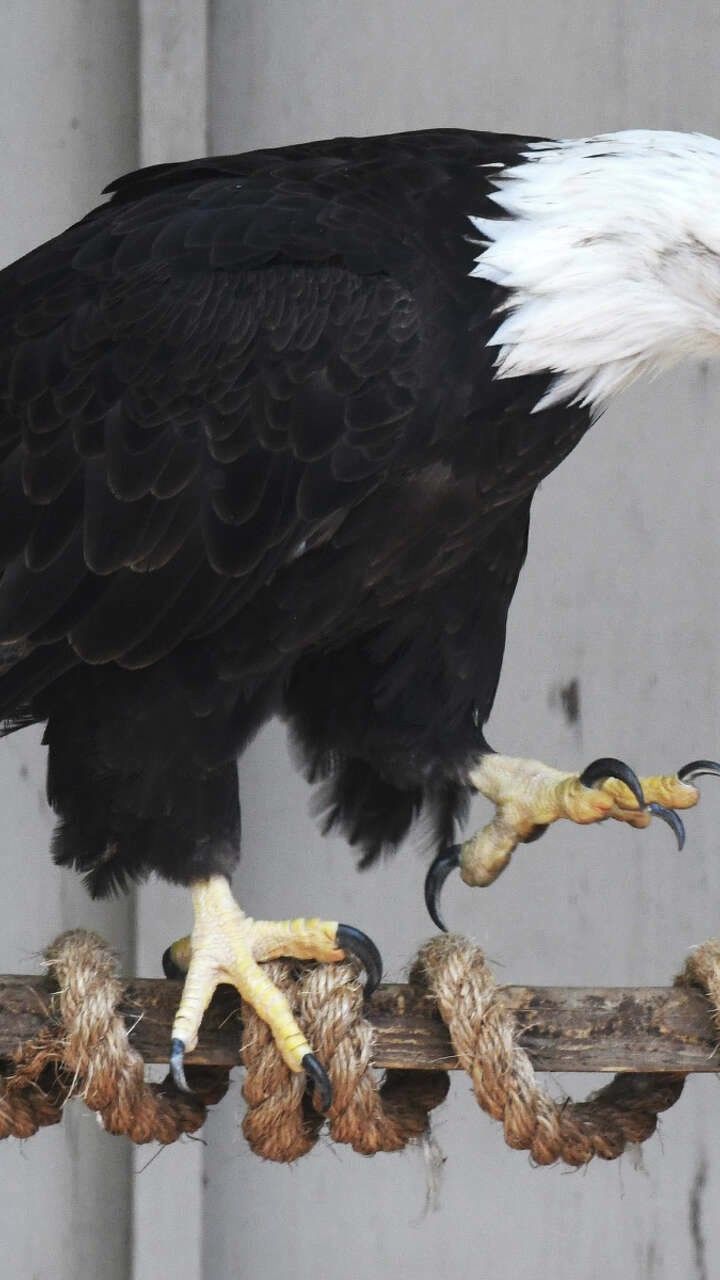 Connecticut says bald eagles have recovered enough for lower-risk status