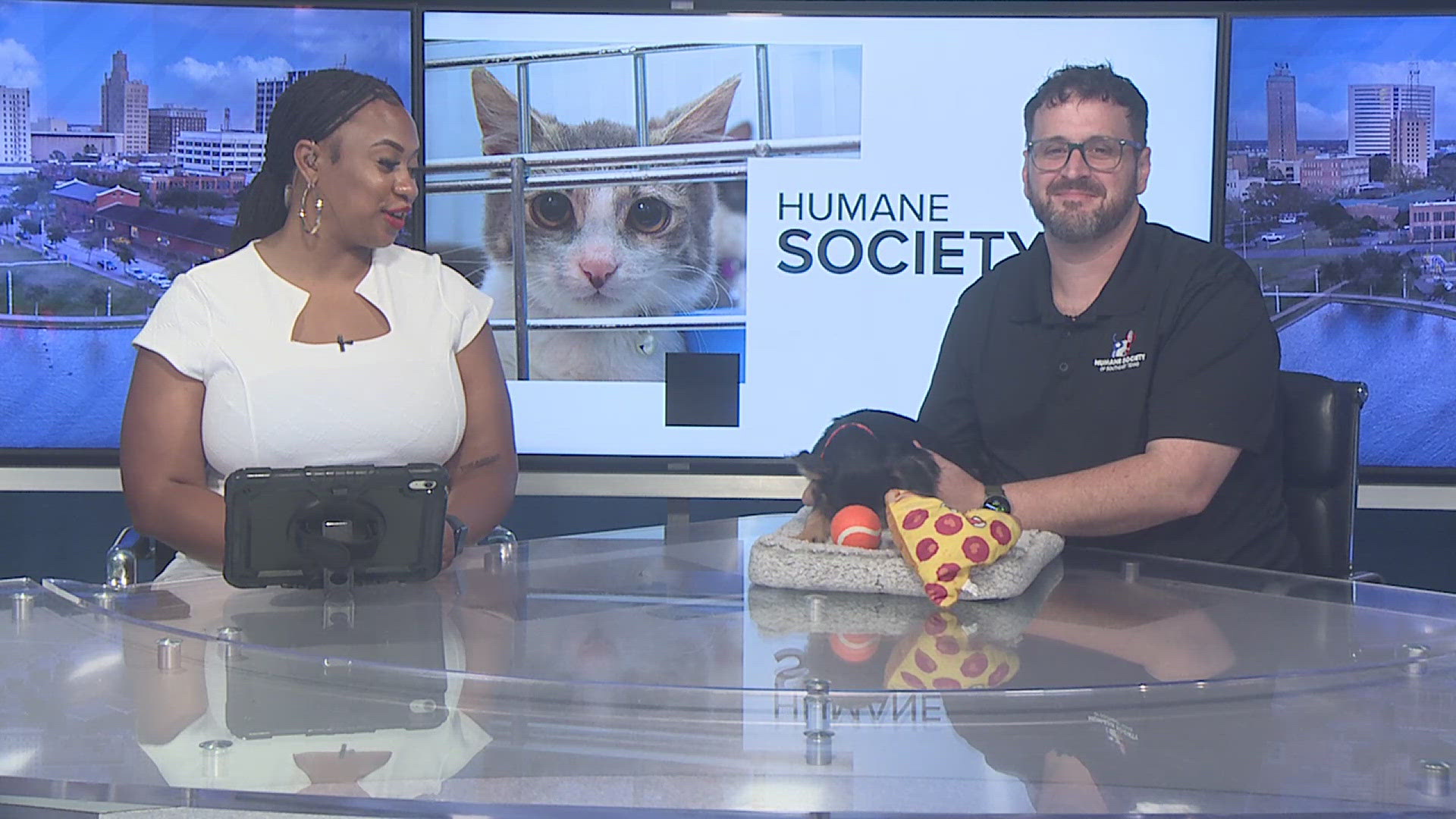Meet Wolf: Terrier mix puppy available for adoption at Humane Society ...