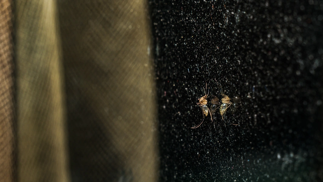 15 common household pests and their risks
